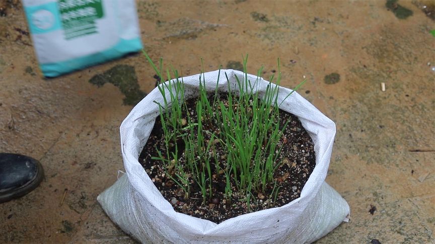 阳台种韭菜,简单又省钱,连续收割3年,只要9.9元,蛇皮袋也能种