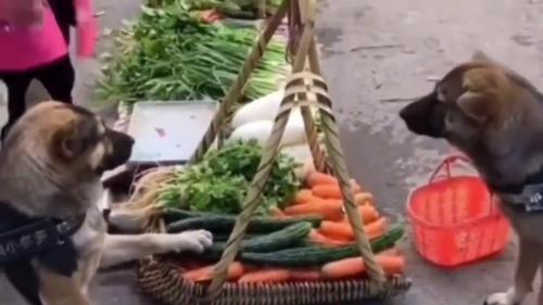 同样是狗,差别咋就那么大呢?