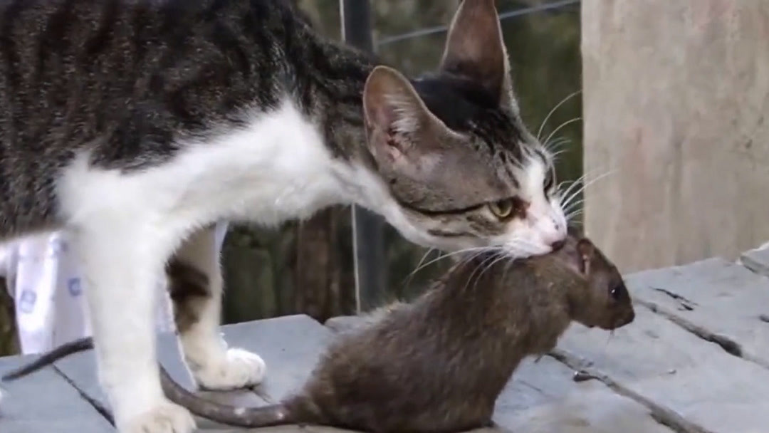   你有多久没见过猫抓老鼠了?这才叫真正的猫,镜头记录全过程!