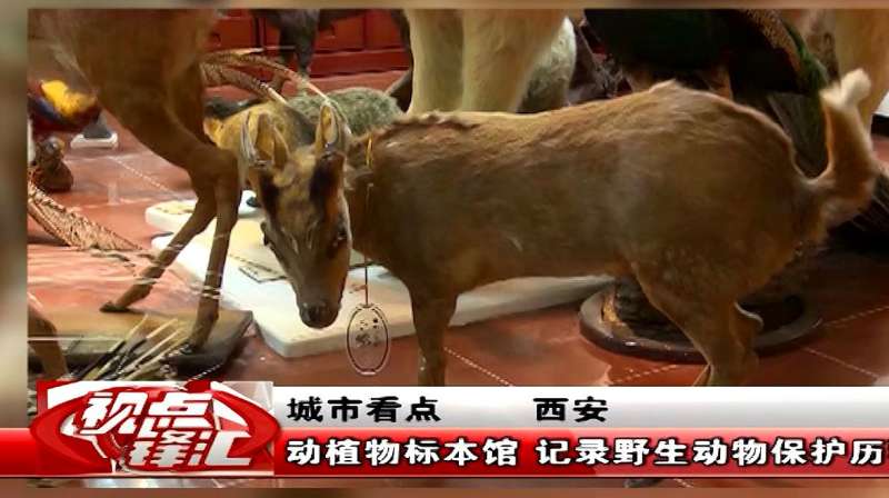 动植物标本馆,记录野生动物保护历程
