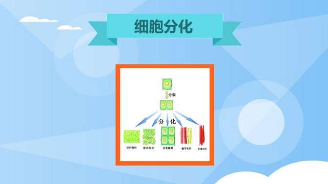 细胞分化：同一来源的细胞逐渐产生出各不相同的细胞类群的过程