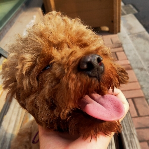 木叶村的BigYellow 