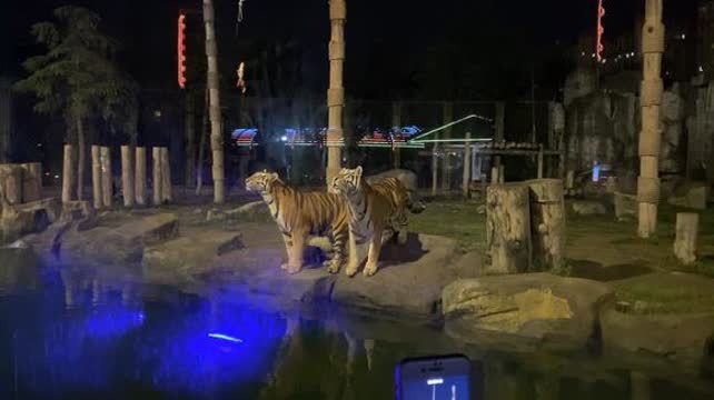 上海野生动物园老虎扑食表演,为了食物不惜跳水