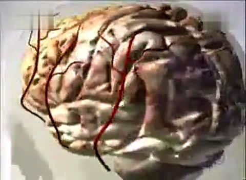 [自然博物馆]人体器官