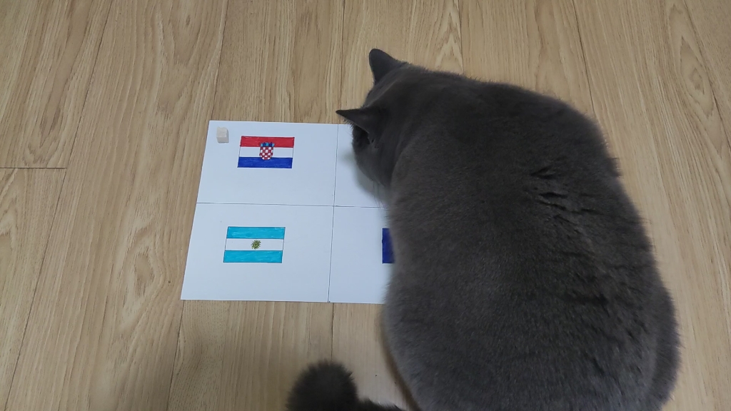 2022卡塔尔世界杯半决赛猫猫预测!