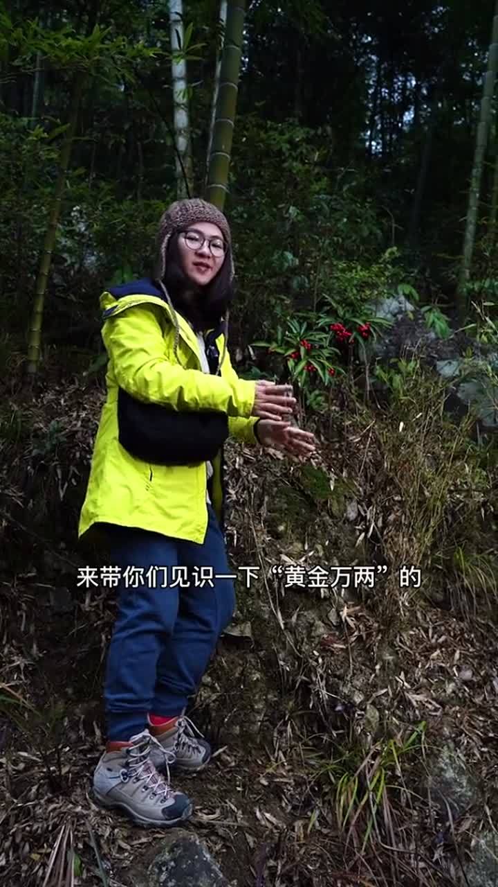 一日一植物,是春节花市的黄金万两也是一味中药材朱砂根在野外生态.