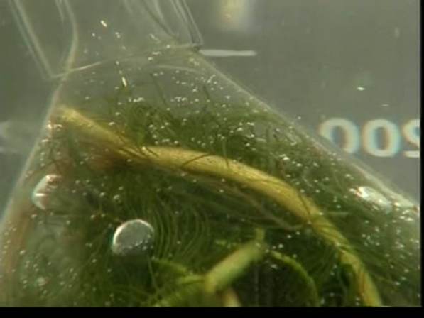 新课程初中生物实验:光合作用产生氧气