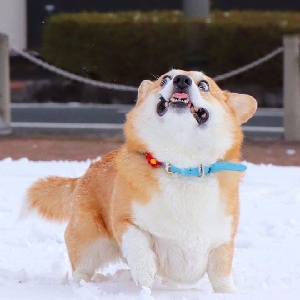 变态大西瓜 