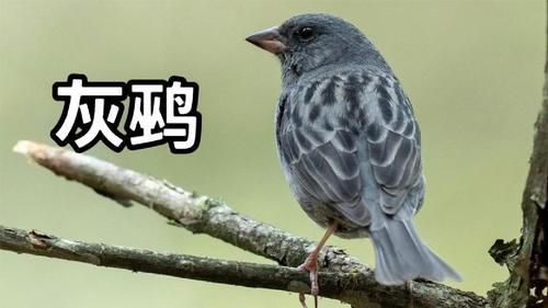 像个大家闺秀雷同,喜欢隐秘在森林中的小鸟