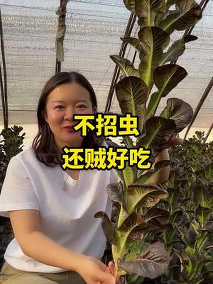 立秋了,家里种菜千万不要少了它,好吃,好种,颜值高!咖啡香麦菜 种菜
