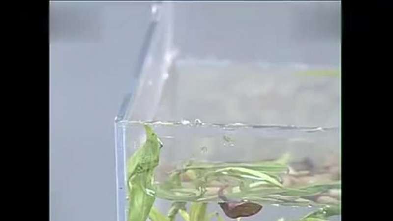 1.生态瓶的制作-实验操作 五年级科学上册