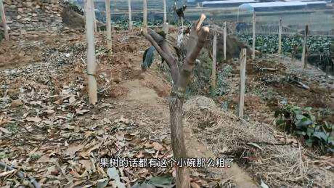 种了6年的芒果树全部砍掉改种蔬菜,到底是种蔬菜好还是种芒果好