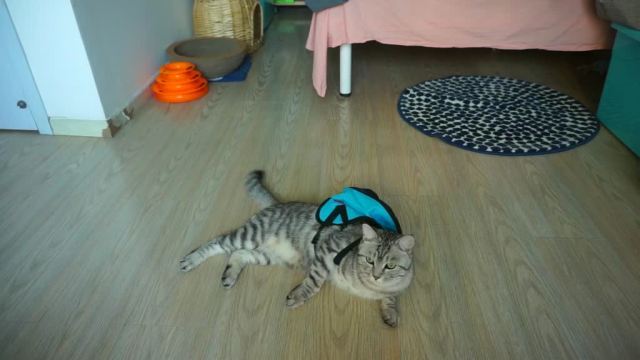 猫咪趁主人不在家,抄作业打游戏、考试不及格还模仿主人签字