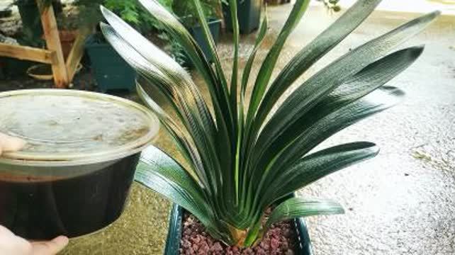 给君子兰施有机肥水,应该兑水稀释多少倍?看完又学会一招