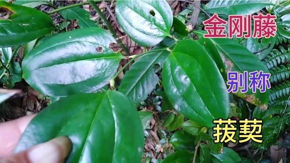 一起去认识、了解、山林中野生中草药的功效与作用!