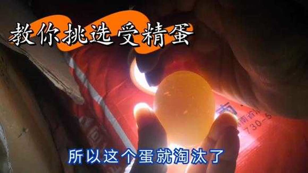 农村土办法,教你怎样辨别受精蛋,想孵化小鸡的一定要学学