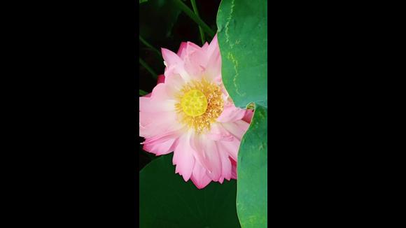 如何把横排的视频发出来后,能够变成竖排的视频,请高手指点