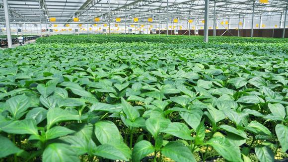 现代农业都是这样的?科技感十足,传统农业或将被代替!