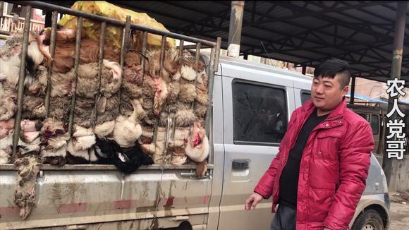 河南南阳当地市场,每天产生400只羊皮每张多少钱?都干啥用了