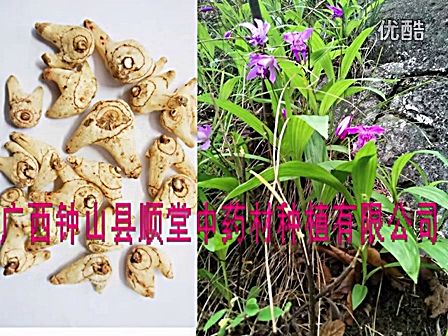 白芨_白芨价格|白芨价格走势|白芨的功效与作用|白芨的副作用