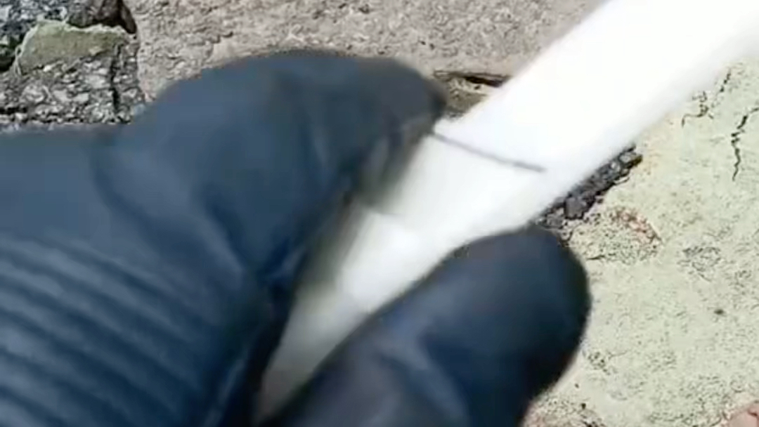 (转载) 长狼 狼王 预告 猎刀求生刀玩具,模型