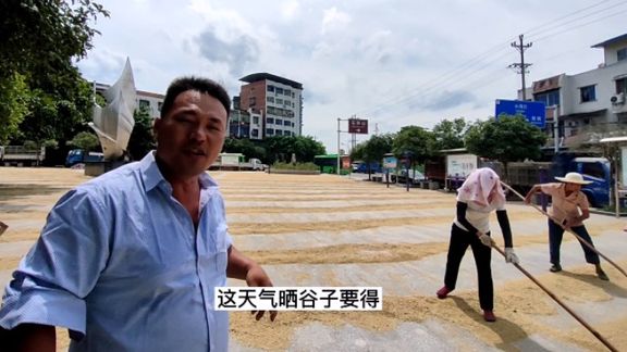 一个人扛不住了,请了几个帮手来晒谷子。跟我一起感受下大丰收。