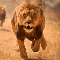 大鱼用户8257872709 