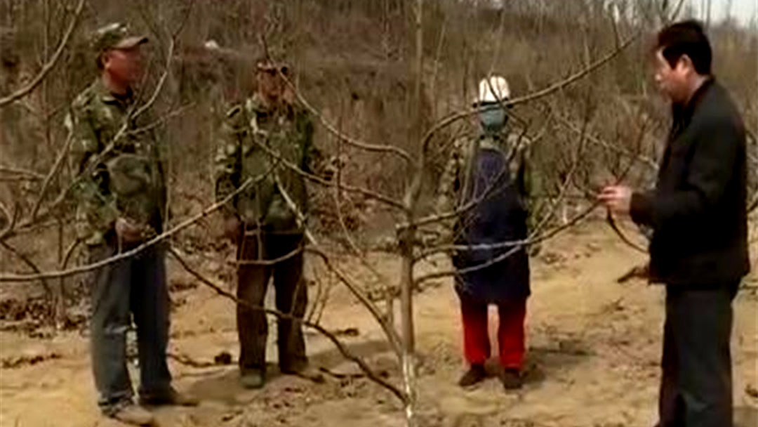 红香酥梨幼树管理阶段,要注意施肥和灌水,树形的培育是重要任务