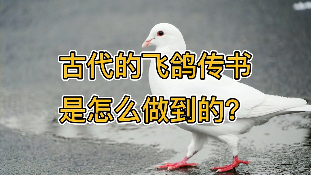 古代的飞鸽传书是怎么做到的?