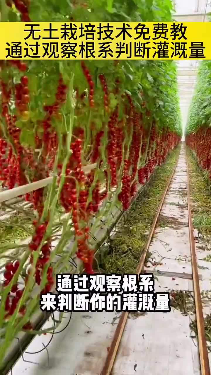 无土栽培技术免费教,通过观察根系判断灌溉量#无土栽培 #玻璃大棚 #...