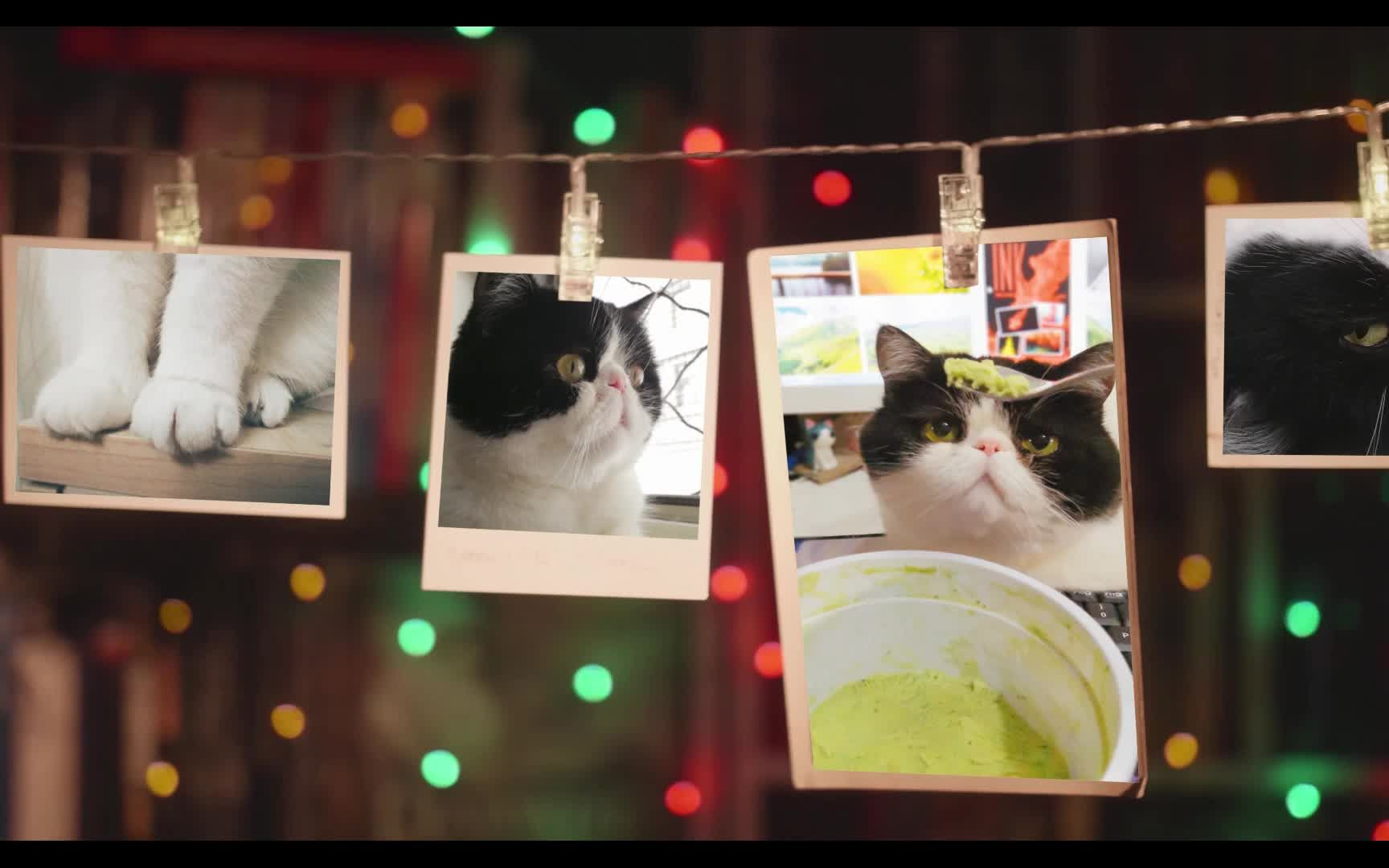 【AE课作业】我家猫咪-电子相册