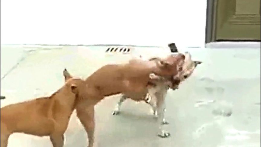 比特犬遇上得狂犬病的土狗,十条都不够土狗打的