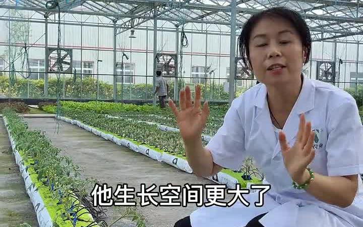 种植袋种植西红柿教程
