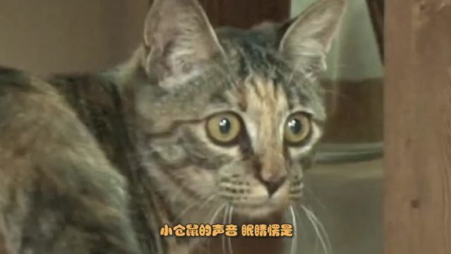 苦恼的猫咪害怕仓鼠,被惊吓得跳起来,网友:有失猫的尊严