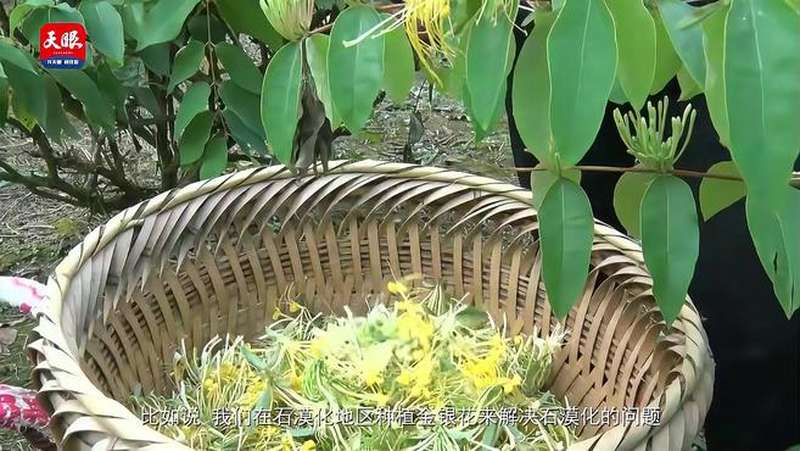 ...·履职故事|黄榜泉委员:以科技创新推动石漠化地区农业高质量发展