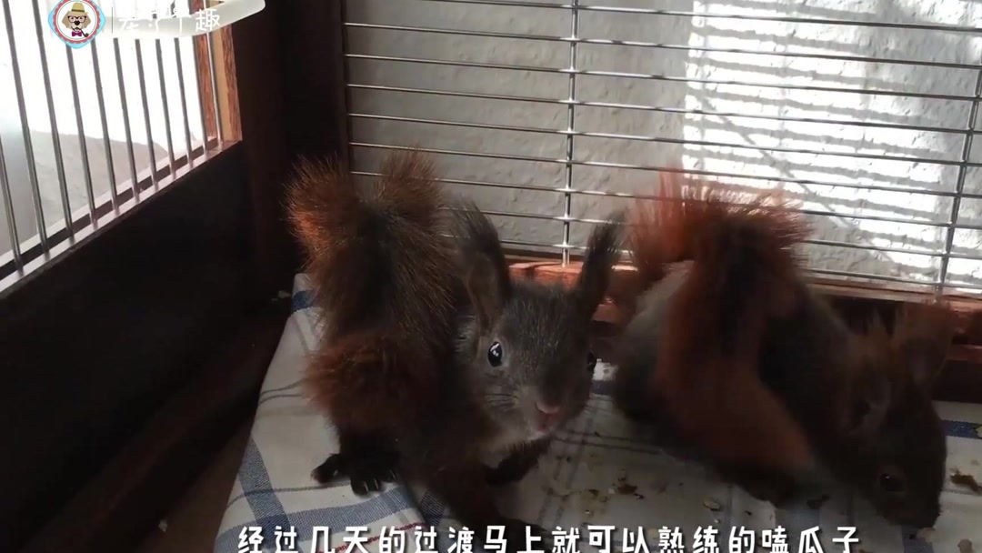 松鼠已经渐渐成为了我们的新宠,魔王松鼠饲养指南戳这里呦!
