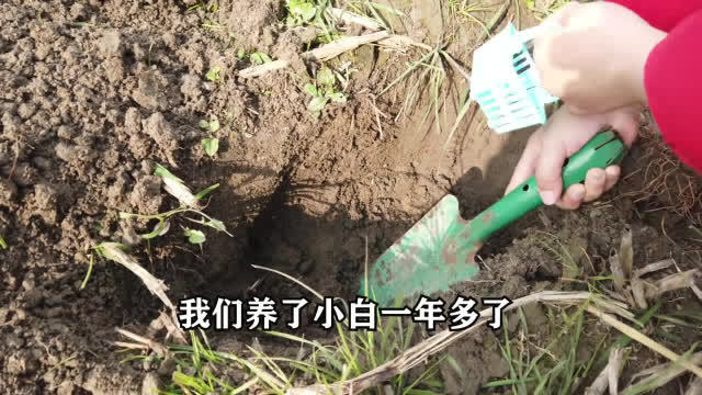 宠物仓鼠小白死了,小主人非常伤心,挖个洞亲手把它埋在土里