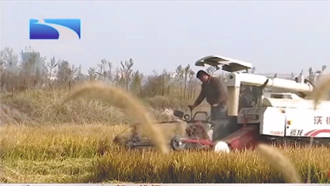 种田大户购买“水稻险”,受灾绝收,每亩竟只赔30元?