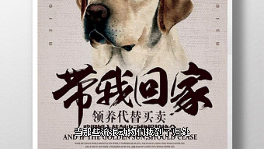 “可怜的流浪动物”:谁给流浪动物一个家?