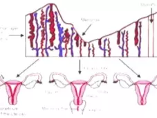 女性生殖系统生理3.