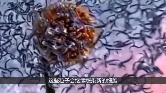 新型冠状病毒长啥样?显微镜放大1000倍,繁衍数量令人吃惊