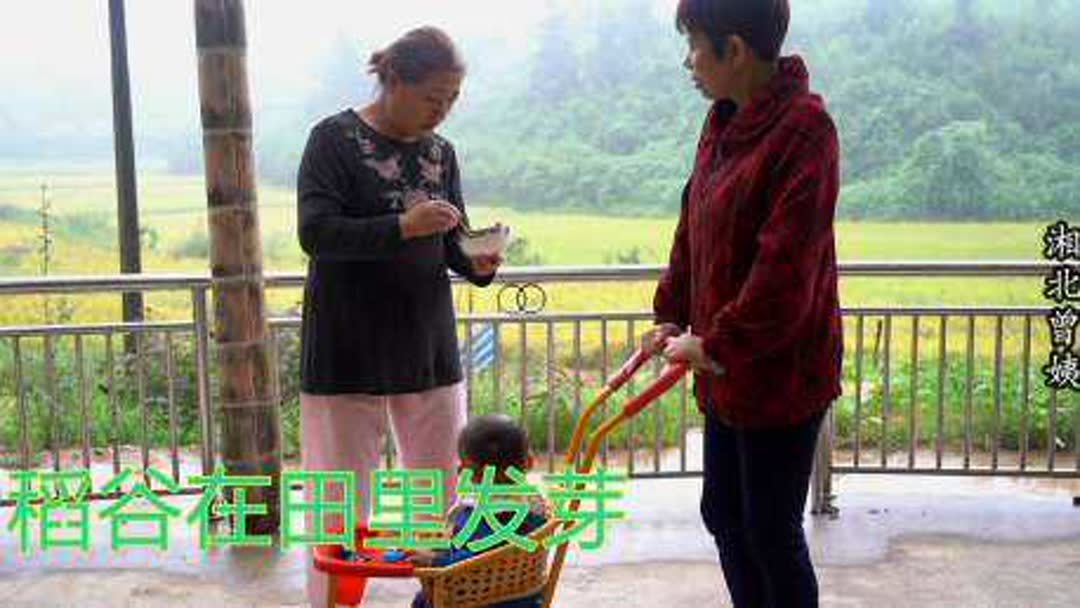 连续下雨一个多月,曾姨家的稻谷已经开始发芽,再没太阳只能丢了