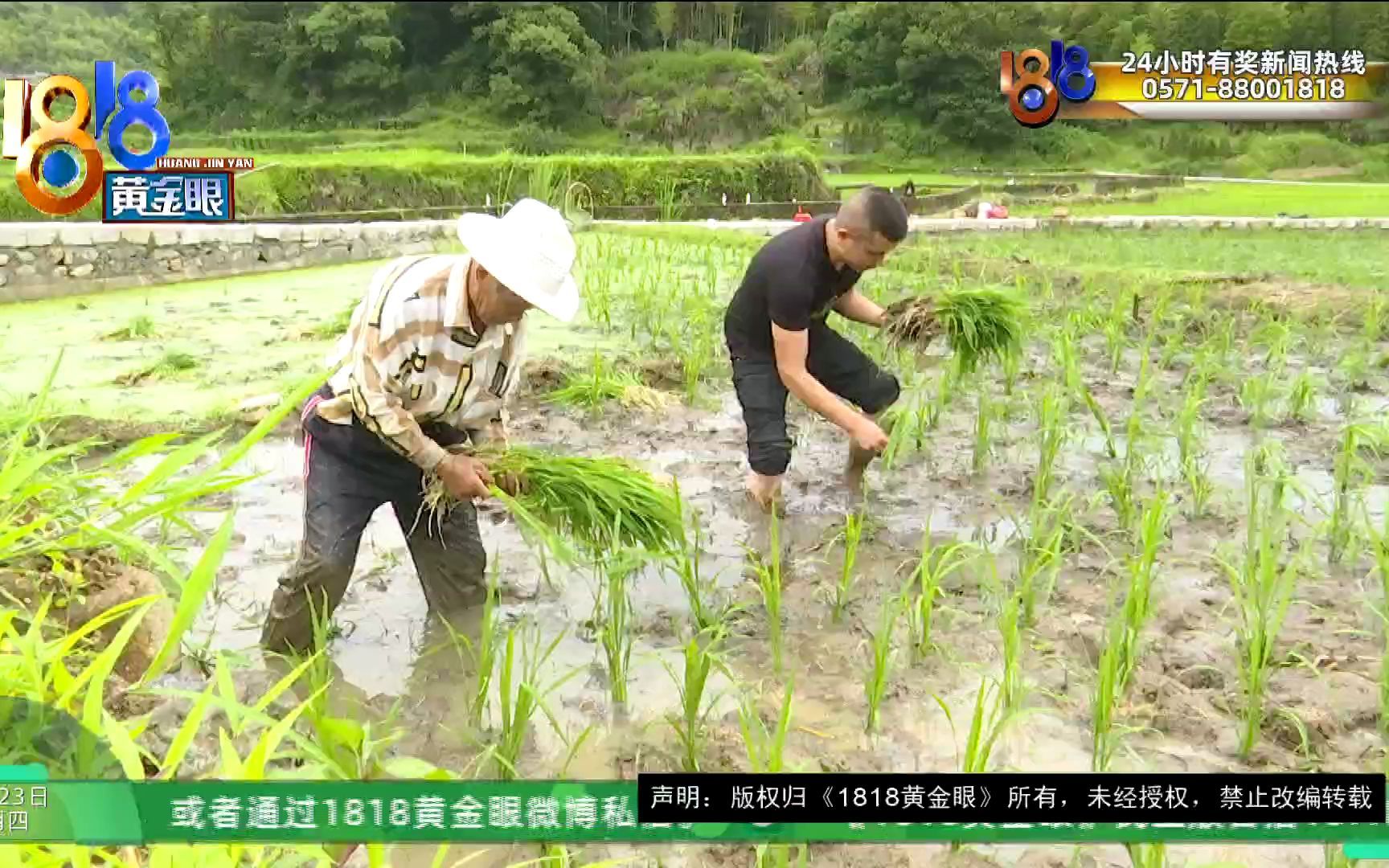 【1818黄金眼】大山里的绿巨人:90后村书记忙“插秧”,“稻鱼共生”...