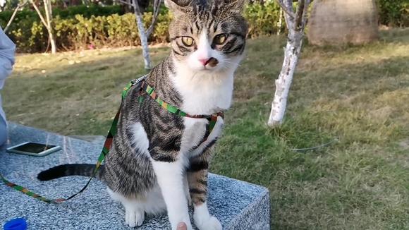 中华田园猫木木今天出来逛街啦!高冷的小眼神里充满了对我的不屑
