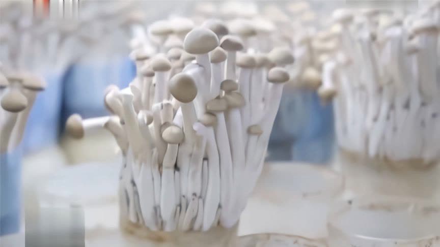 一荤一素一菇,蘑菇吃法多样味道鲜美,它的成长有哪些过程呢?