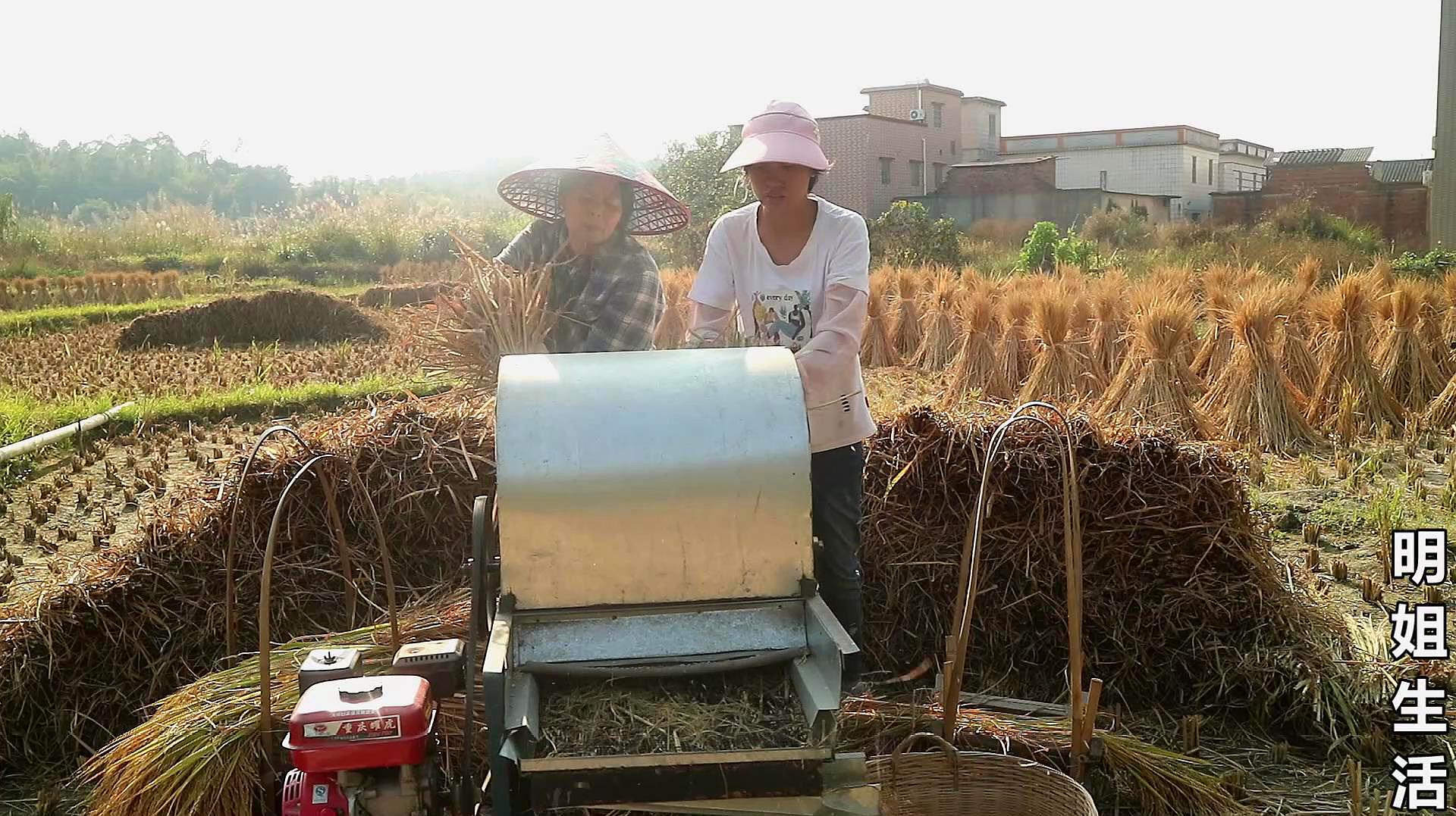 明姐下田手工收割稻谷,地道的农村丰收景象,打谷机亮了