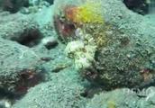 外媒报道世界十大最毒生物 如遇到一定远离 无解药