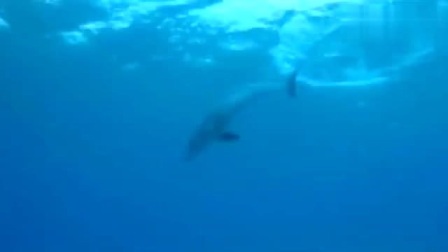 用于语言交流的海豚和人类模拟器