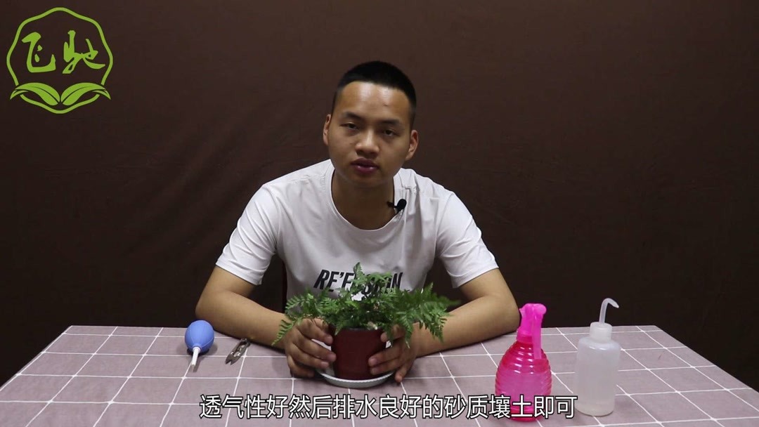 骨碎补这么养,药用价值会更高!