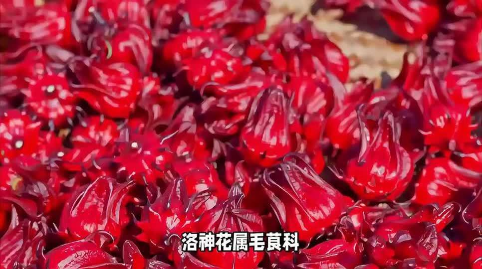 洛神花的药用价值与功效